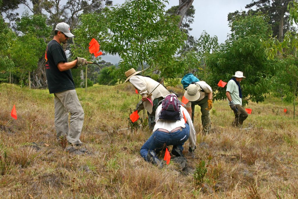 Forest Restoration Project- February 21, 2020 Removing Invasive Faya ... Forest Restoration Project- February 21, 2020 Removing Invasive Faya ...