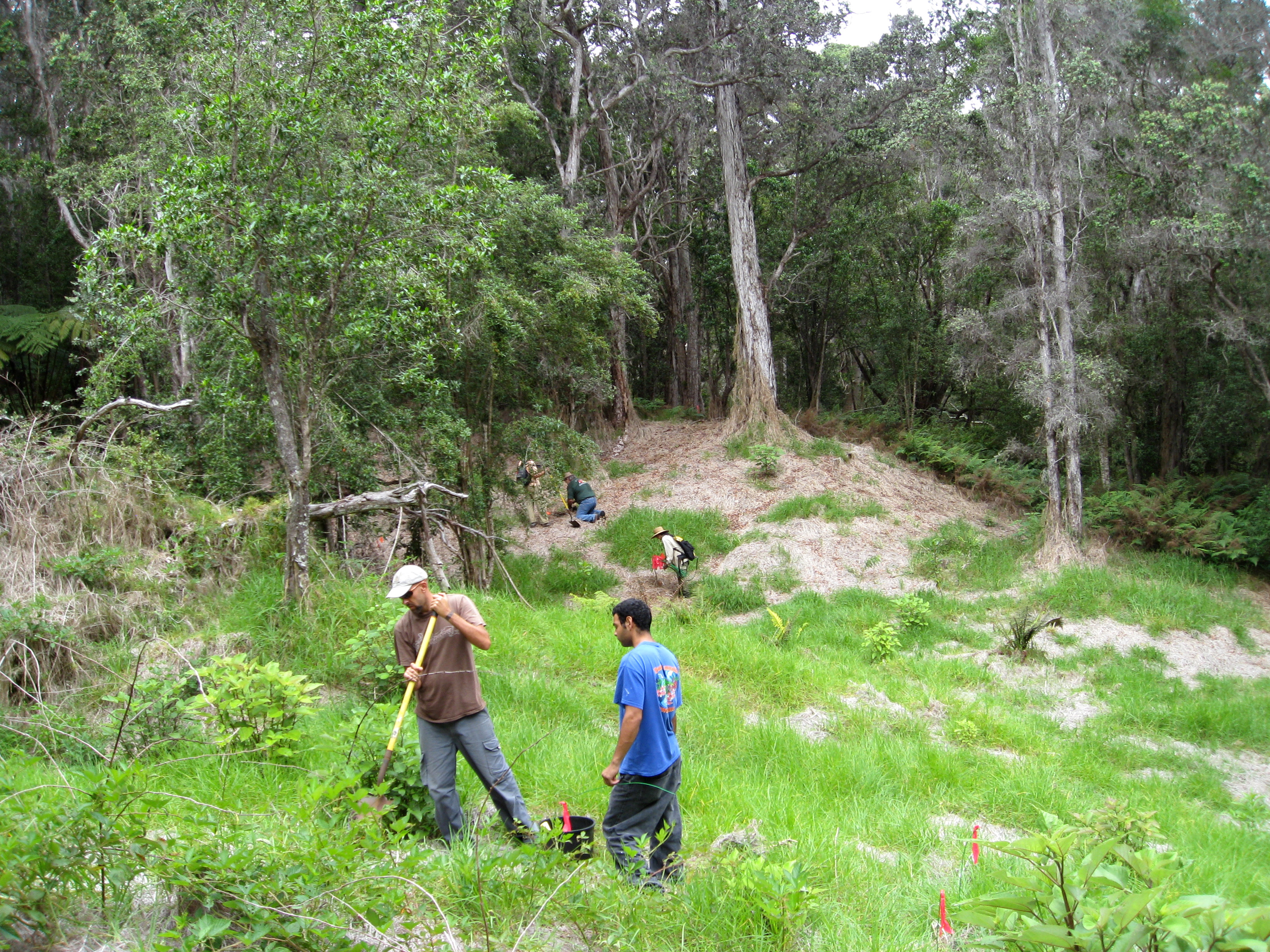 Forest Restoration Project - JANUARY 12, 2018 - FULL - Friends of Hawai ... Forest Restoration Project - JANUARY 12, 2018 - FULL - Friends of Hawai ...